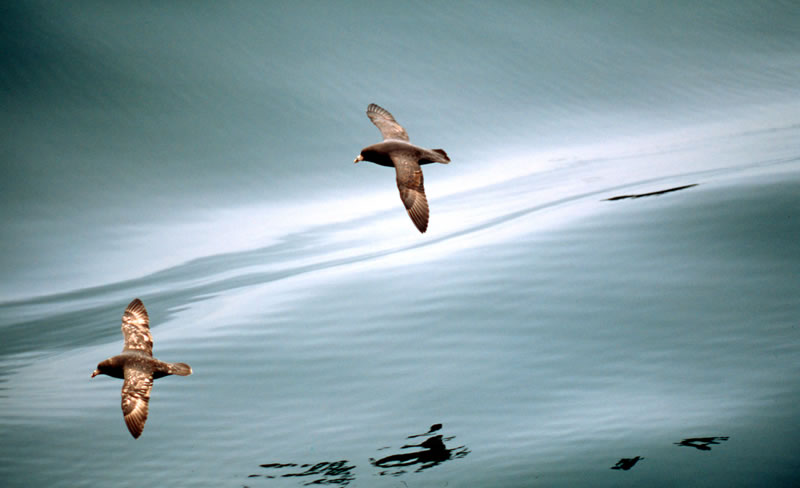 WWF: Climate and Conservation Action Needed from Arctic Political ...