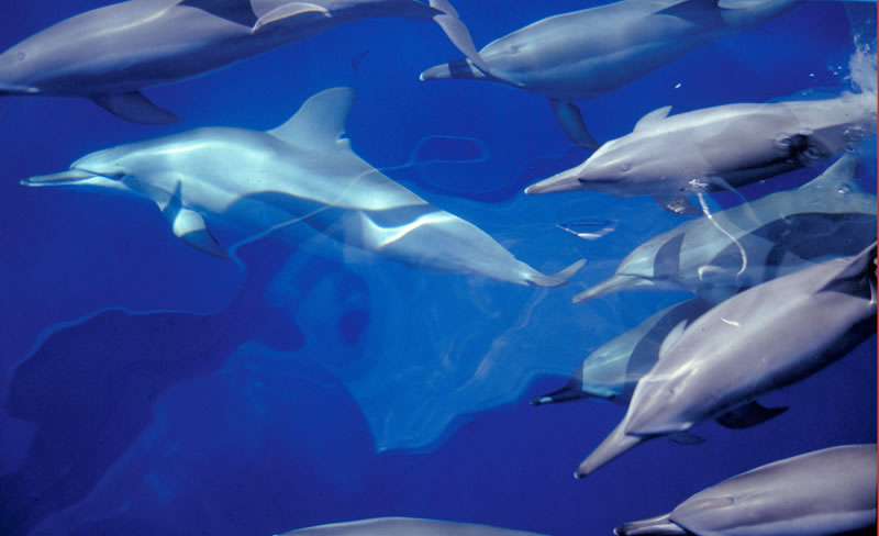 Learn how you can help to conserve our oceans! | WWF