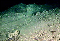 Ancient coral reefs under attack | WWF