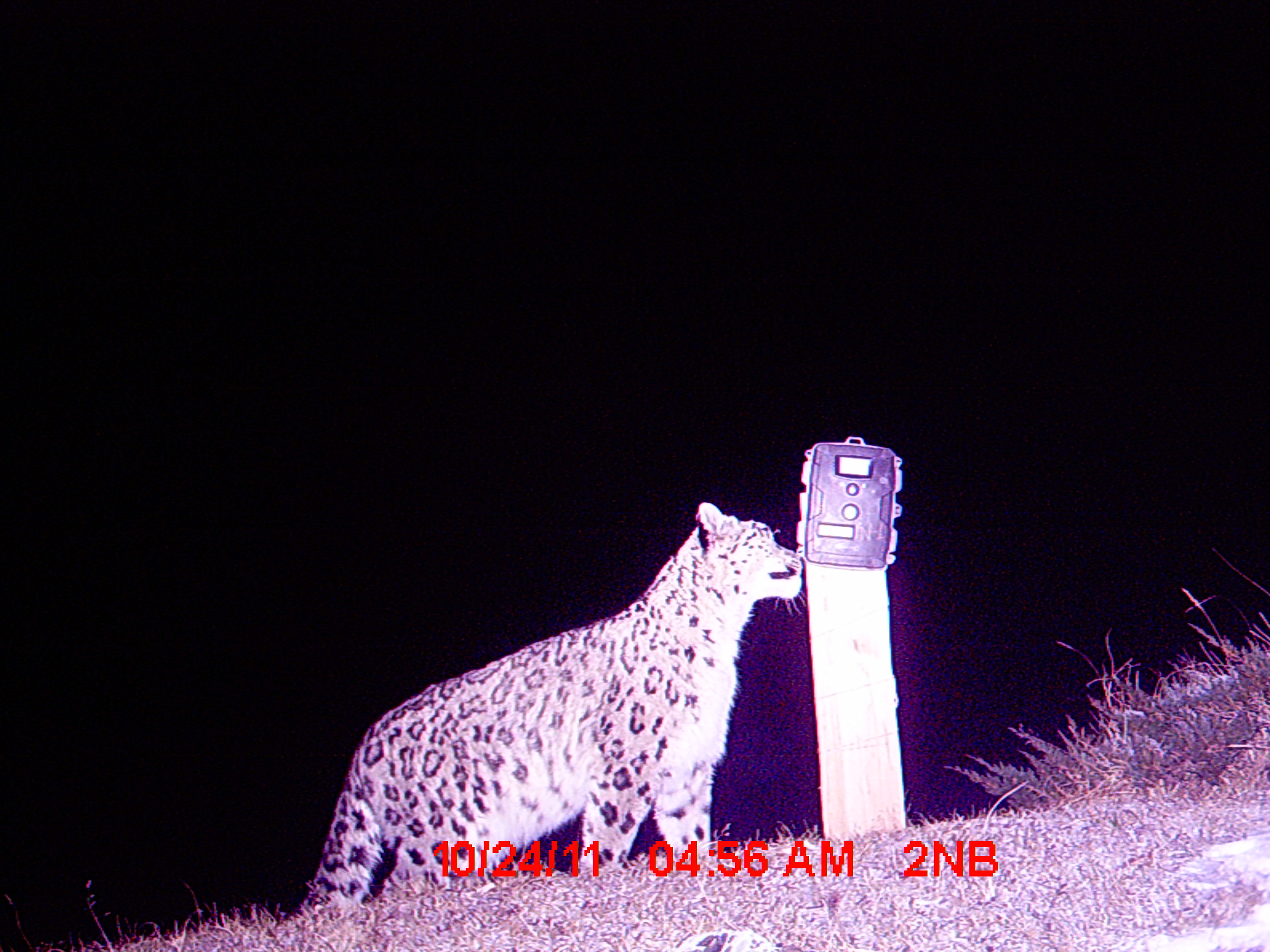 New research in Nepal marks a step forwards for snow leopard ...