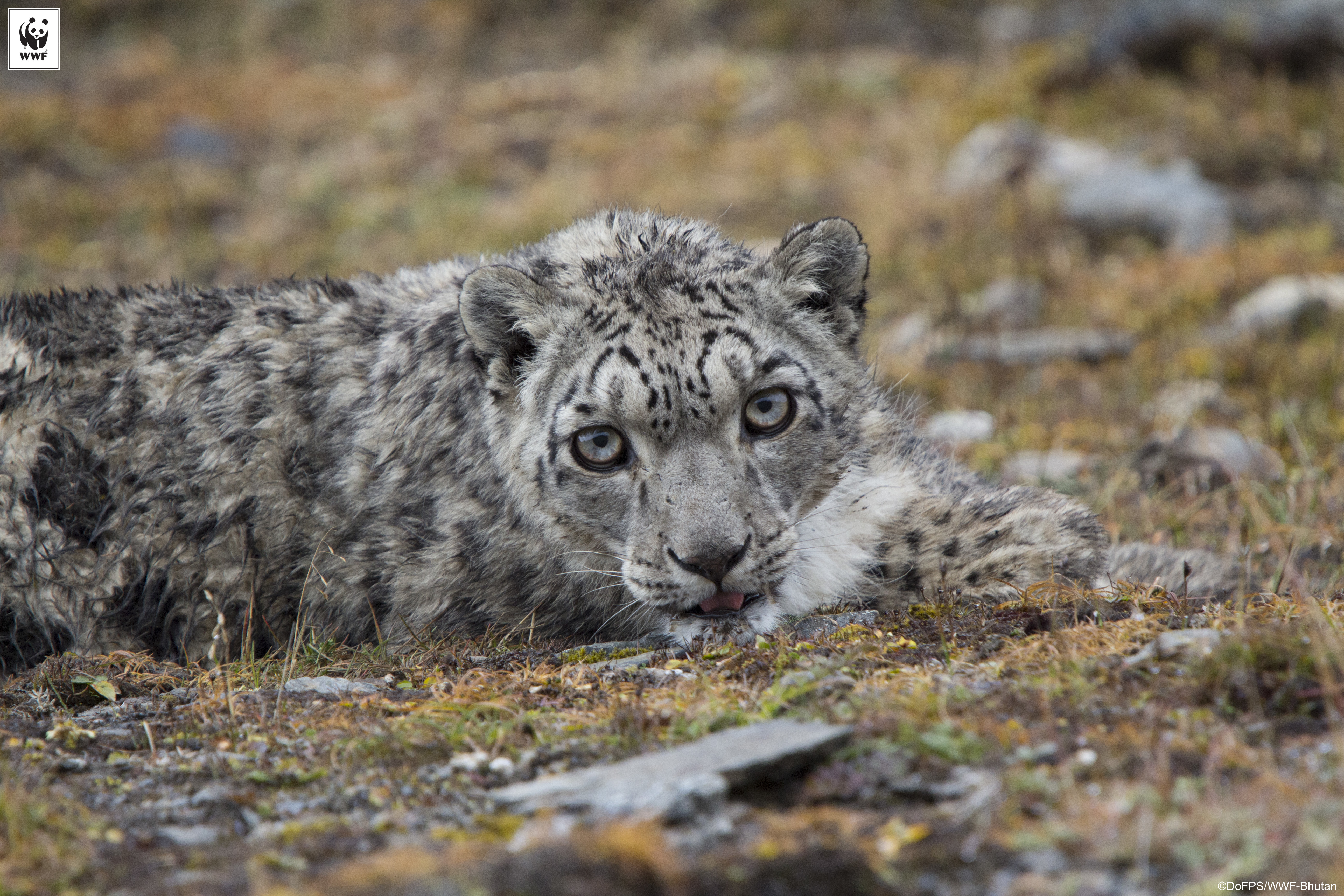 World’s first full national snow leopard survey finds 96 in Bhutan | WWF