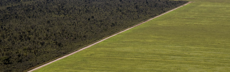First responsibly produced soy arrives in the Netherlands | WWF