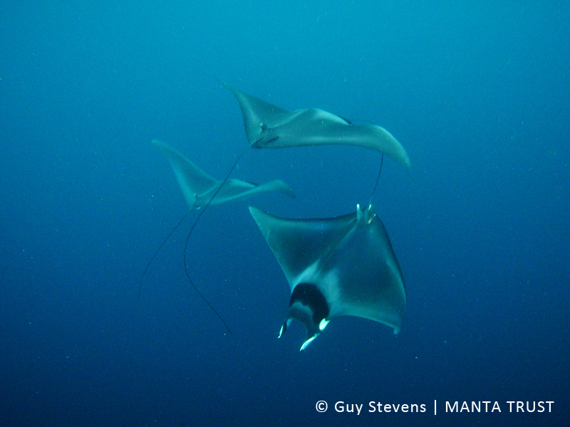 Greater protection for devil rays, silky and thresher sharks | WWF