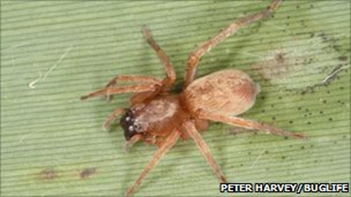 Rare Rosser's sac spider rediscovered in Fens | WWF