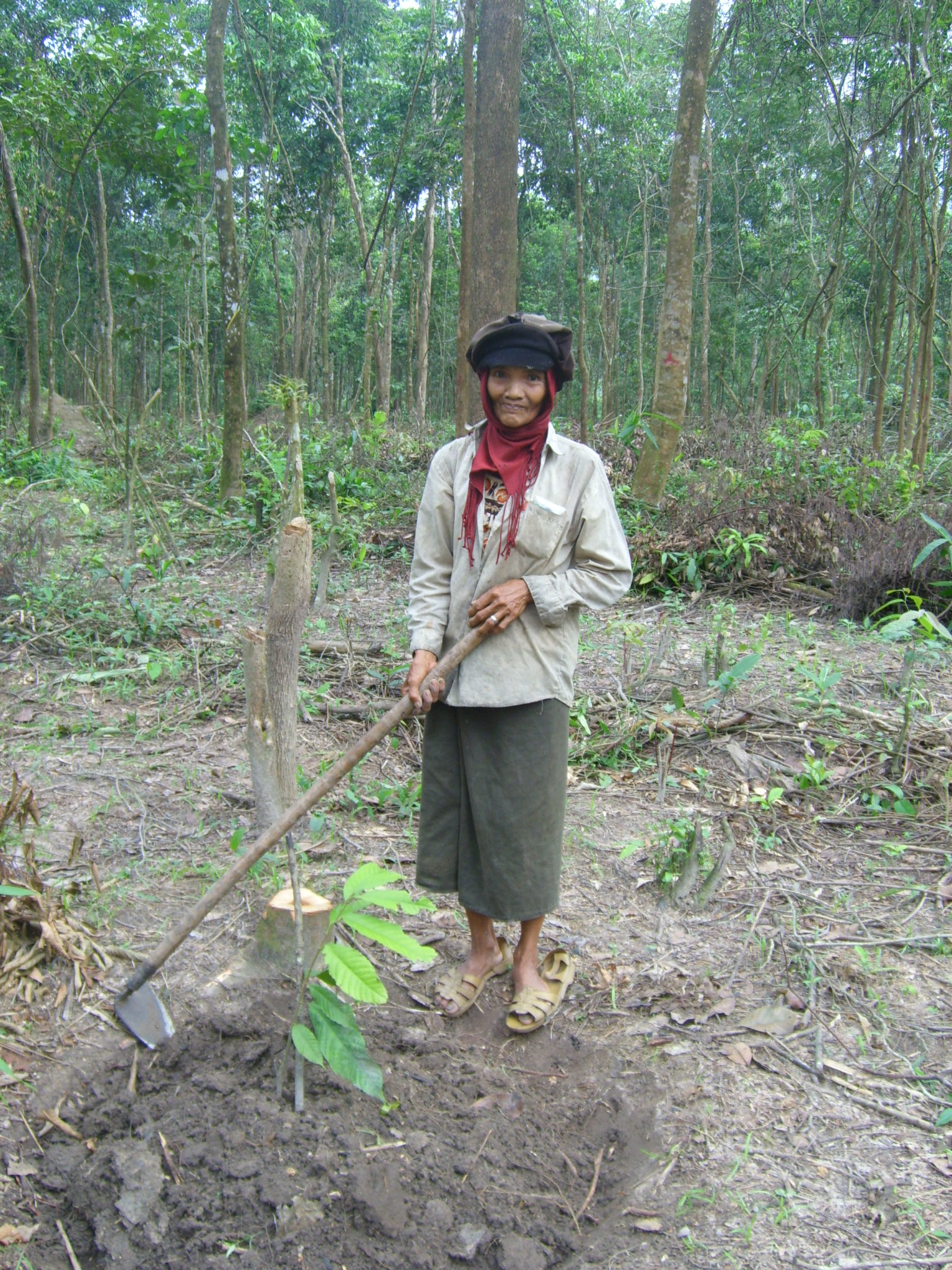 Chocolate and trees | WWF