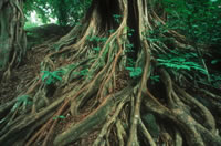 Timber companies join WWF's responsible forest management network in ...