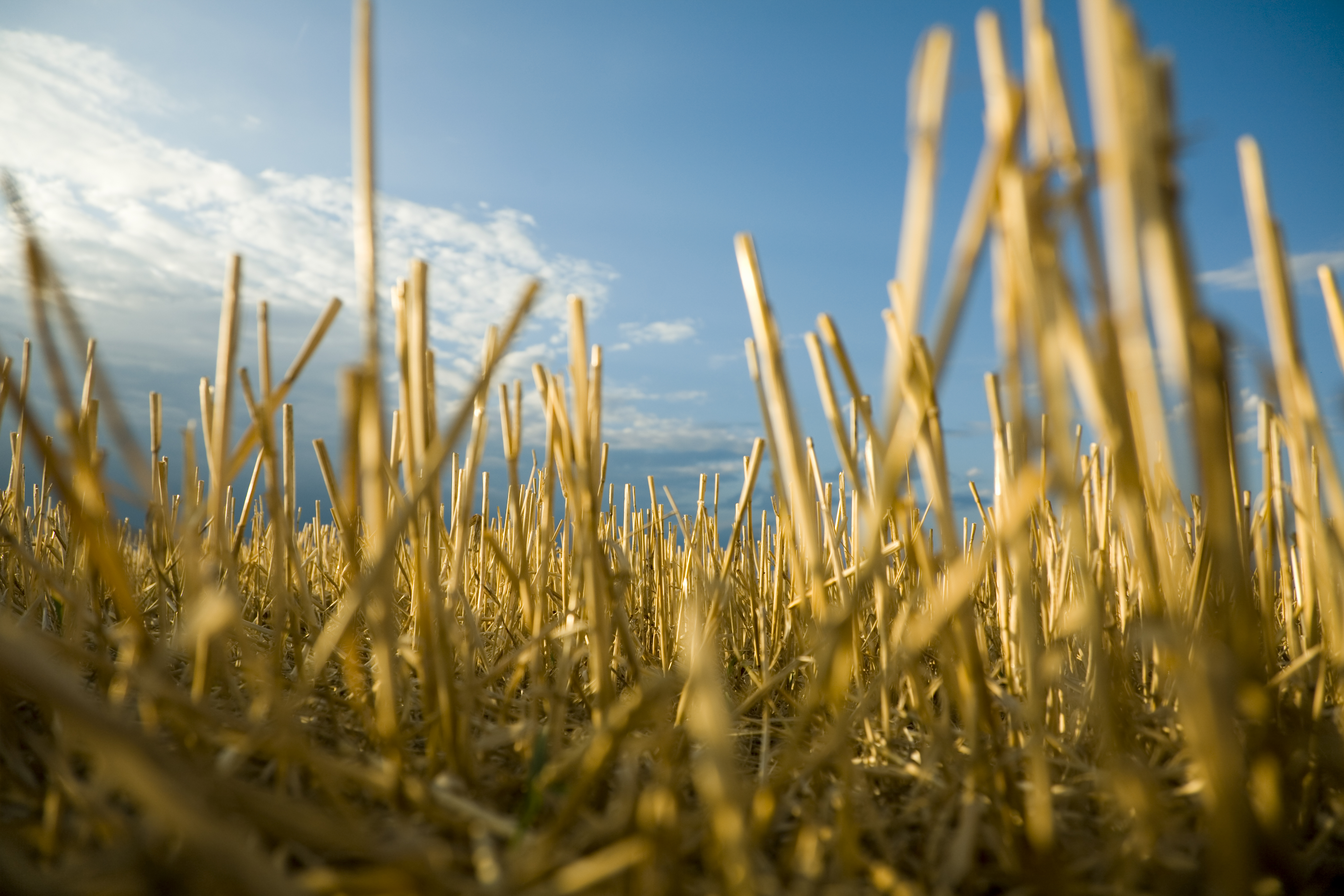 How to make smart use of agricultural residues for advanced biofuels ...