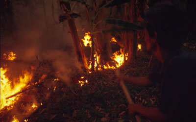 Indonesian government should prosecute those involved in forest fires | WWF