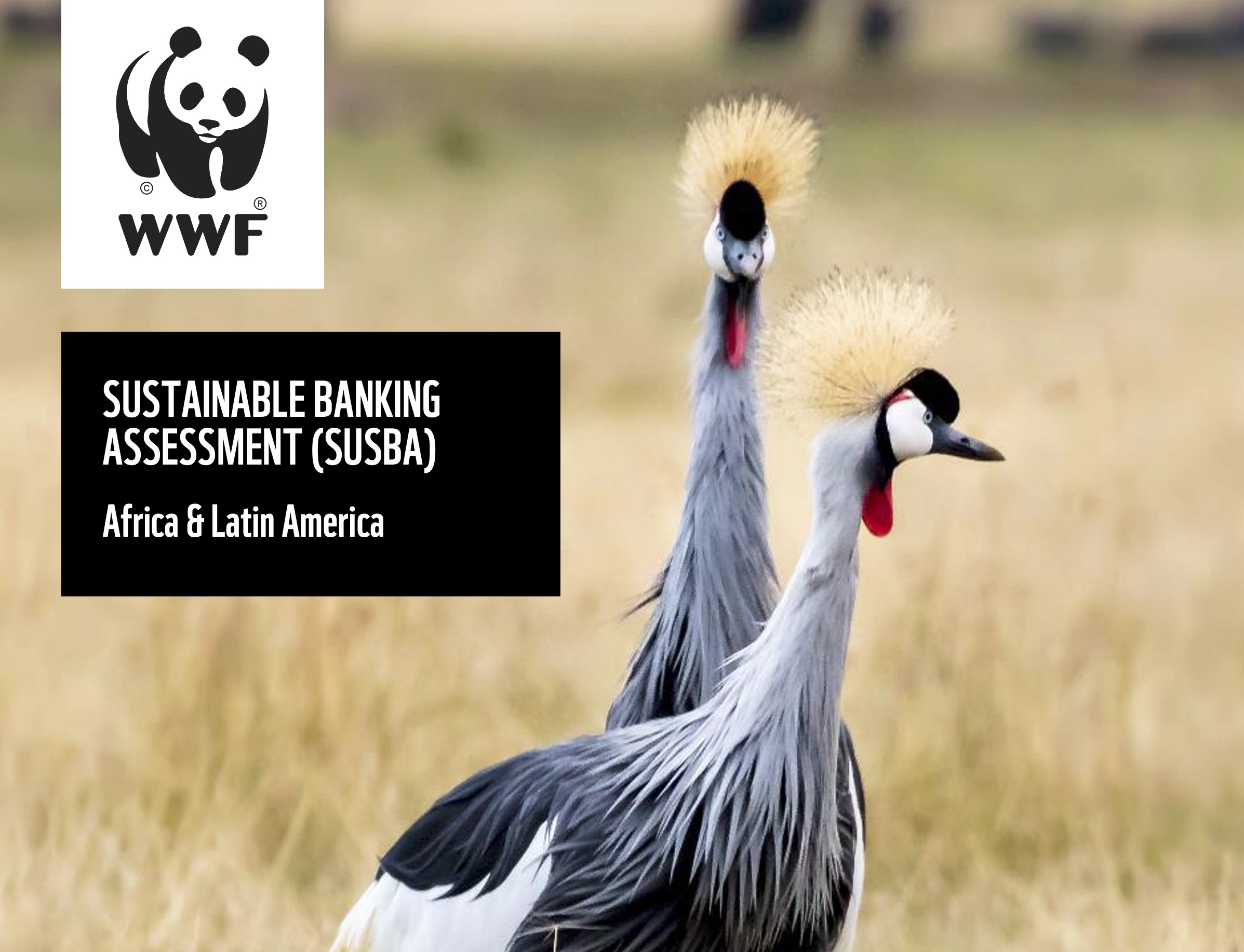 Banks in Africa and Latin America can lead green growth and transition ...