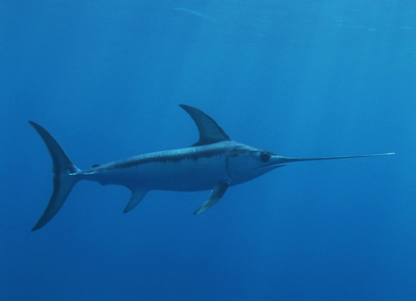 ICCAT 2016 – A CRUCIAL YEAR FOR MEDITERRANEAN SWORDFISH | WWF