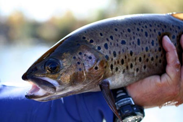 Тул загасыг ахуйн зориулалтаар агнахыг хориглоно | WWF