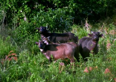 Hope has horns in Mindoro: world’s rarest buffalo population reaches ...