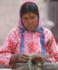 Asia and Latin America: EU must halt environmental degradation to ...