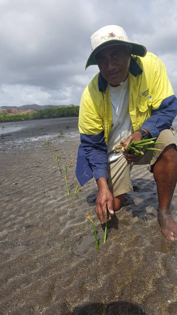 Community plant mangroves to protect livelihood and village farm lands ...