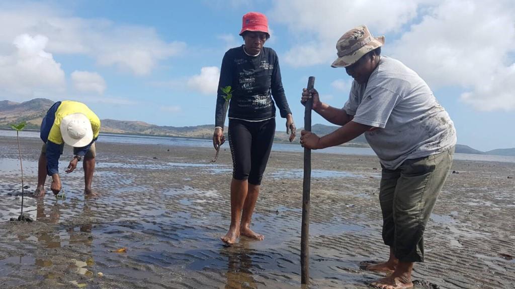 Community plant mangroves to protect livelihood and village farm lands ...