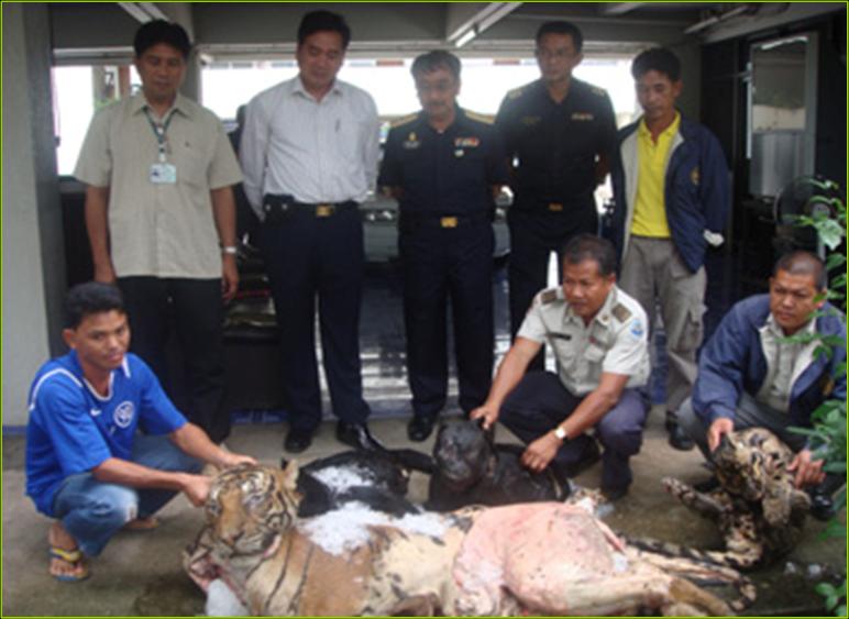 Thai tiger heroes recognized | WWF