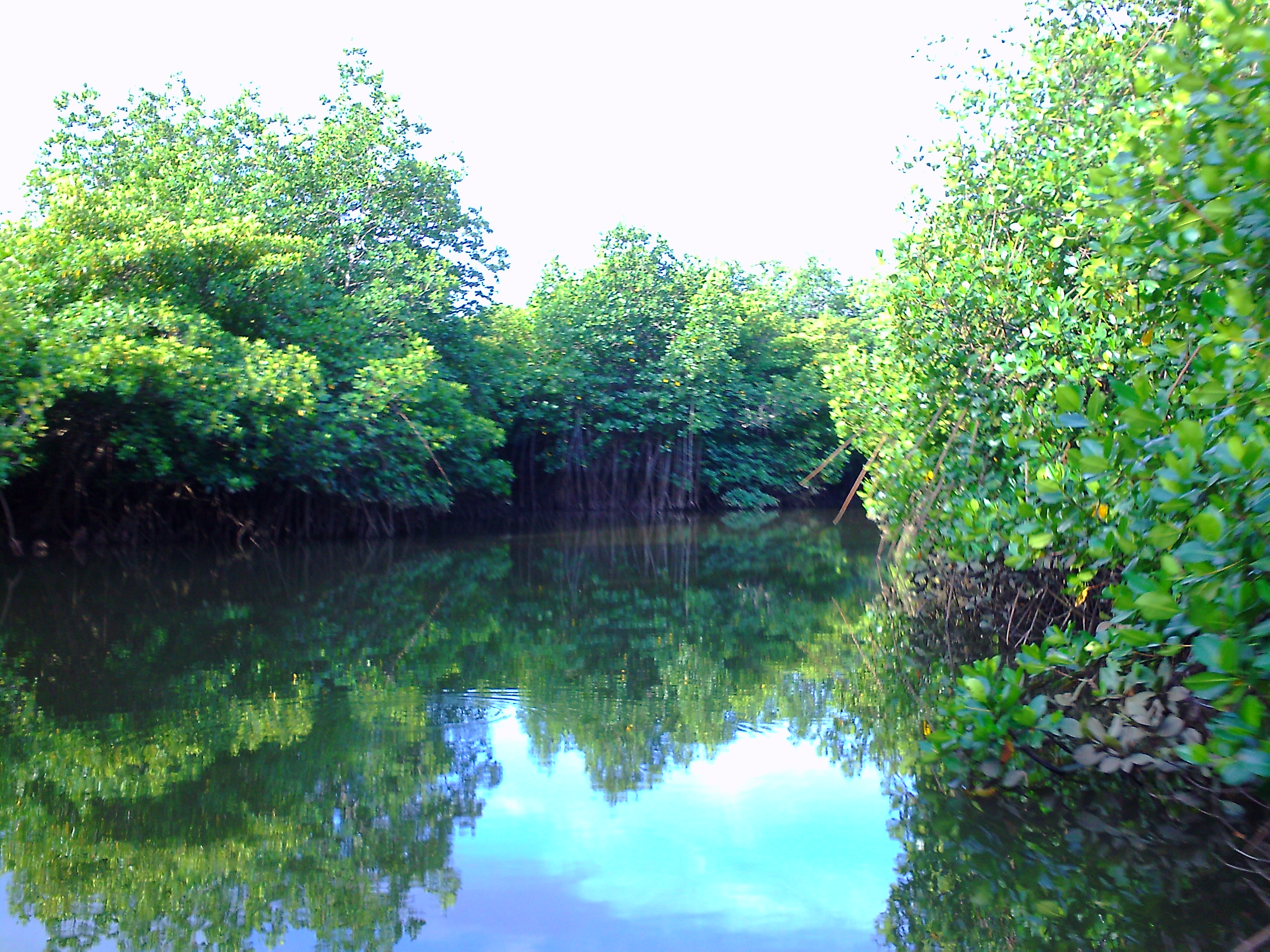Field Blog: Mangrove survey, day 9 | WWF