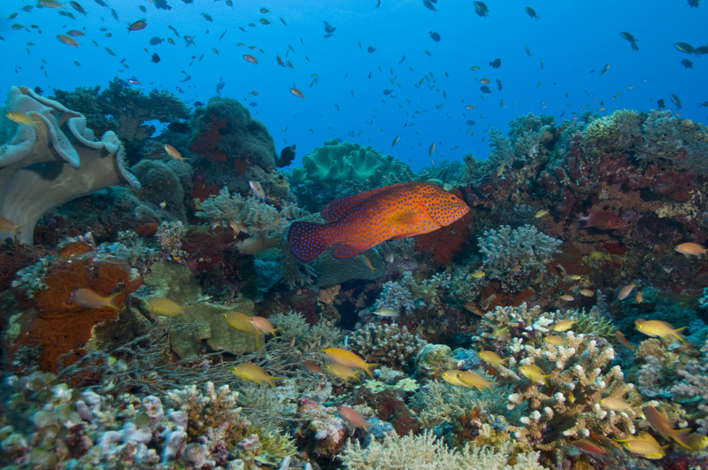 The Jewel of the Coral Triangle | WWF