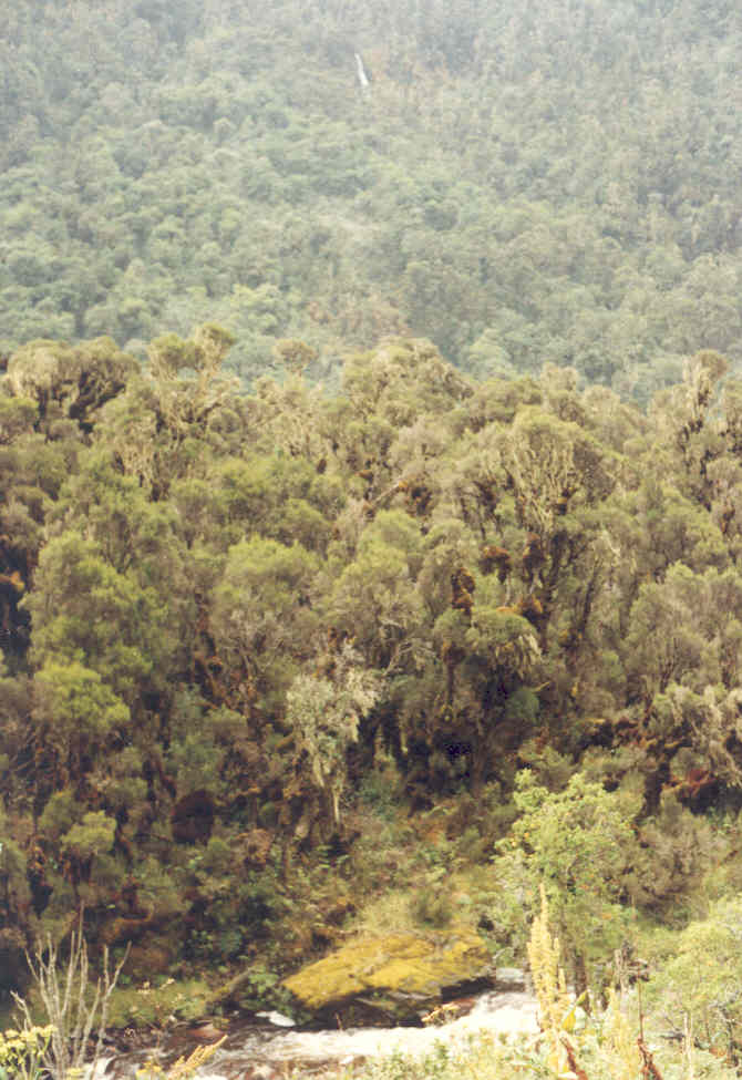 Albertine Rift Montane Forests Ecoregion Programme Jan04 | WWF