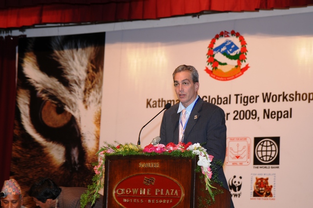 Tiger experts call for urgent action to save species | WWF