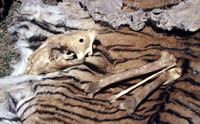 Tiger bone seizure in Taiwan highlights continued poaching threat | WWF