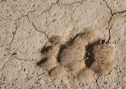 APP irregularities threaten massive climate and tiger impact | WWF