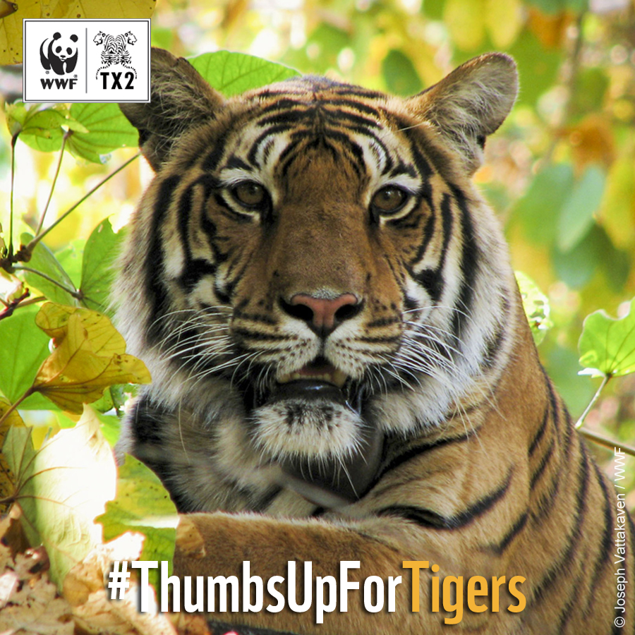 La incursión del templo de los tigres de Tailandia resalta la necesidad ...