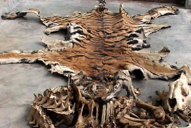 Illegal wildlife traders nabbed | WWF