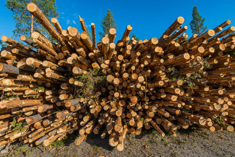 Nerespectarea cerințelor UE pe paduri: WWF a semnalat problemele înca ...