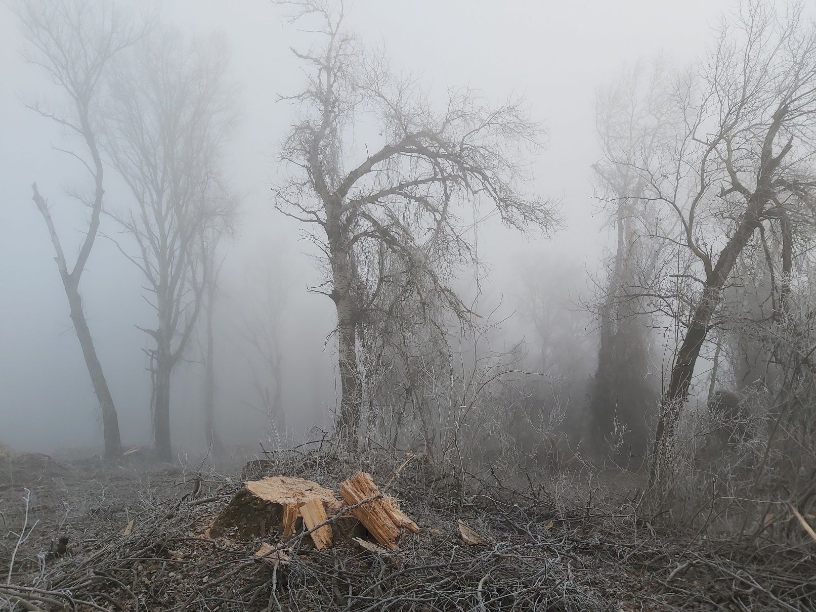 Two Huge Wins for Hungarian Forests and Nature Conservation | WWF