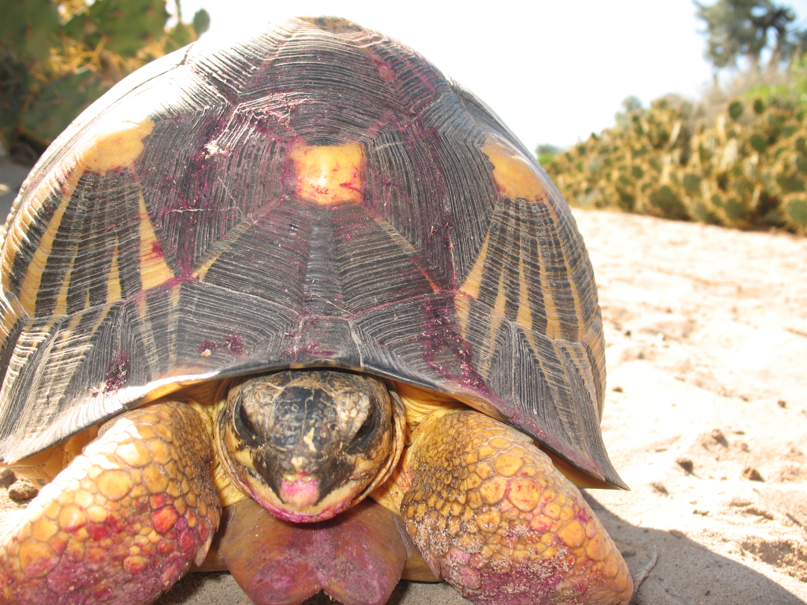 Record rescue mission with more than 10,000 tortoises saved from ...