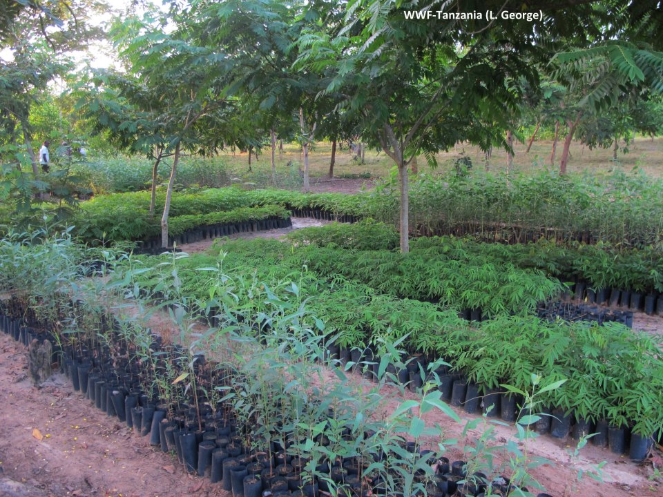 80pc of ‘eastern arc’ forests lost | WWF