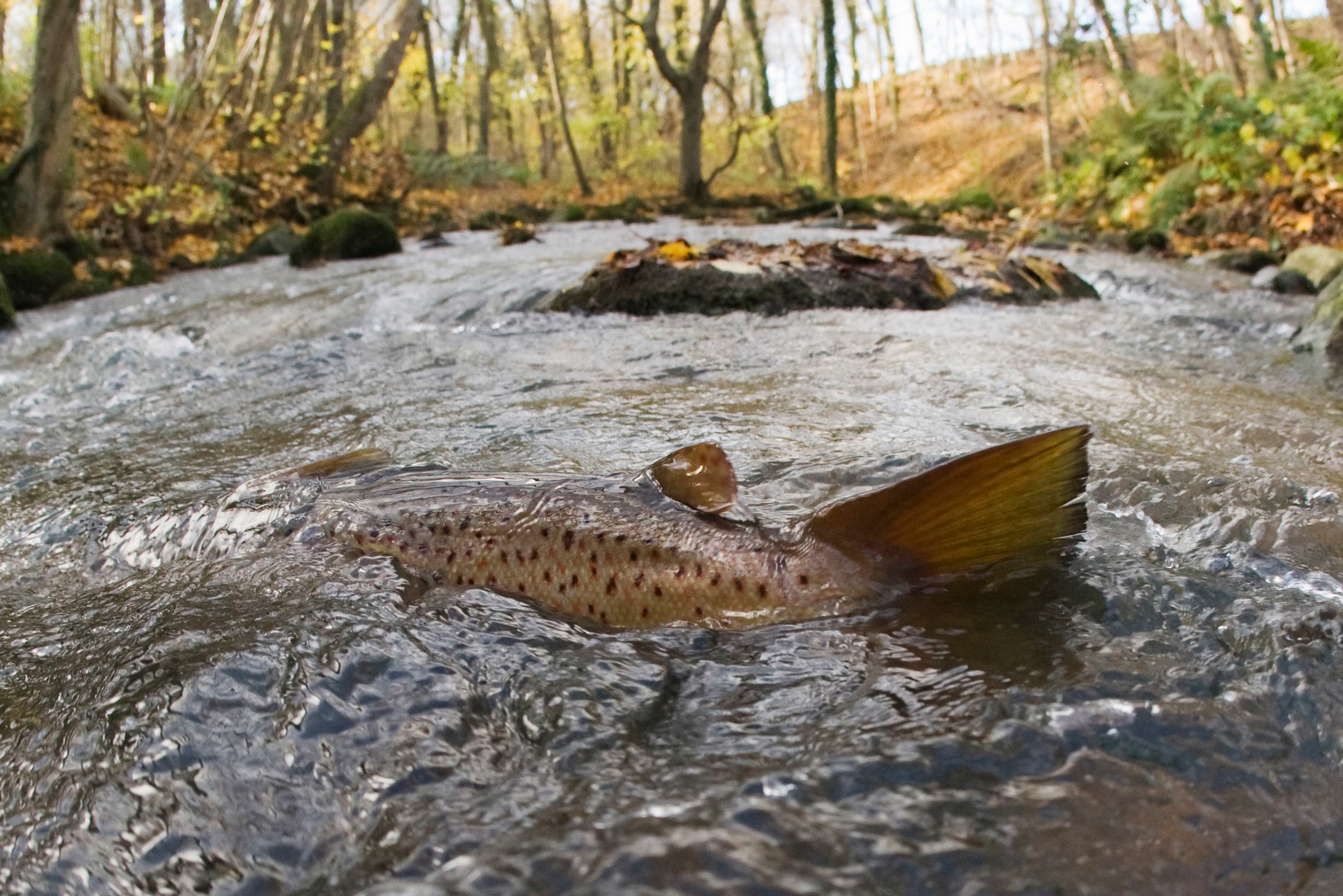 Remove tens of thousands of obsolete dams in Europe to bring rivers ...
