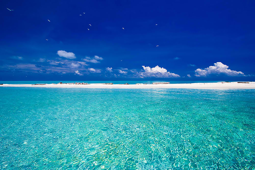 Cebu Pacific and WWF Pledge to Protect Philippines’ Great Reefs! | WWF