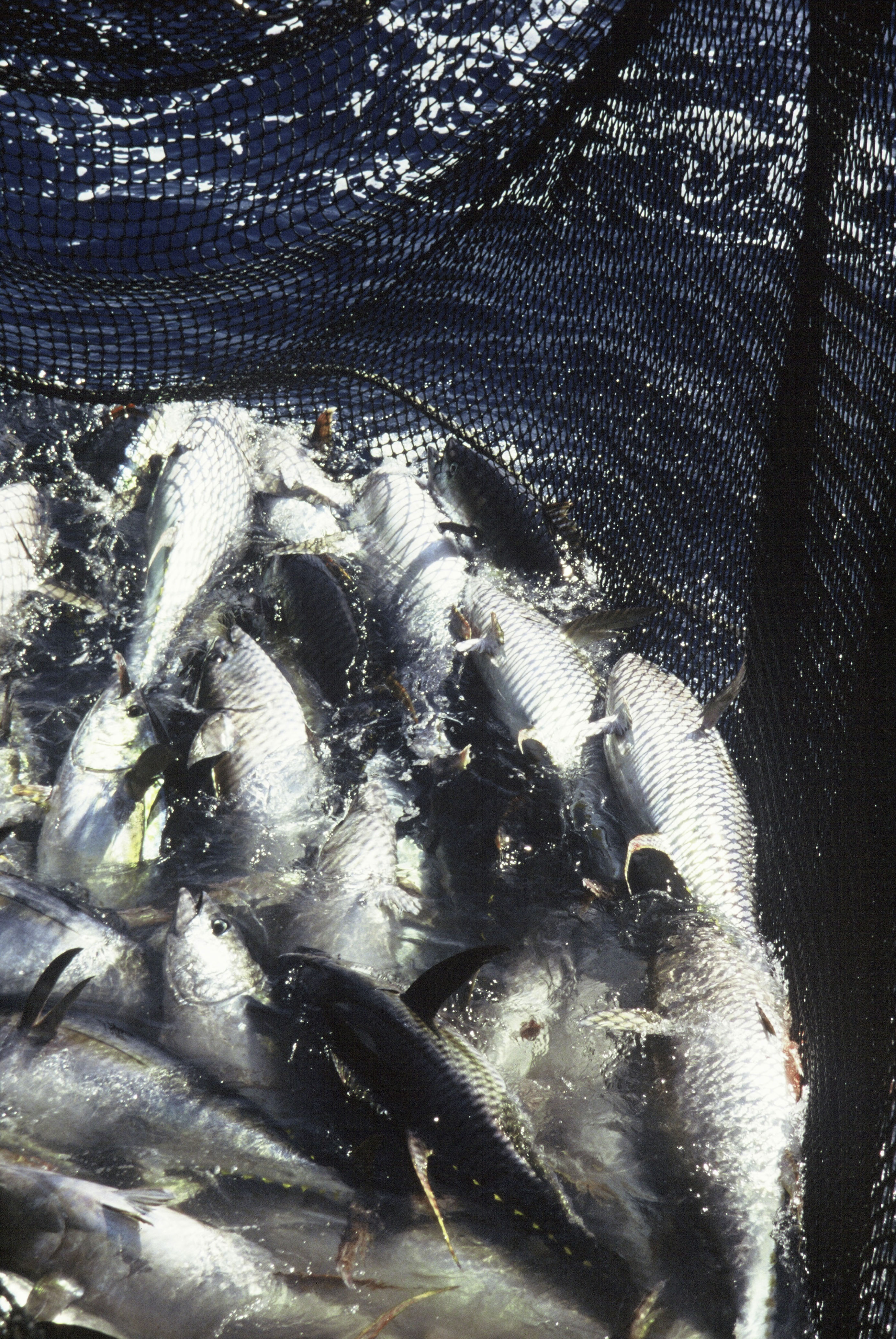 Tuna Farming in the Mediterranean: the bluefin tuna stock at stake | WWF
