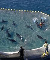 A tuna farmer's story | WWF