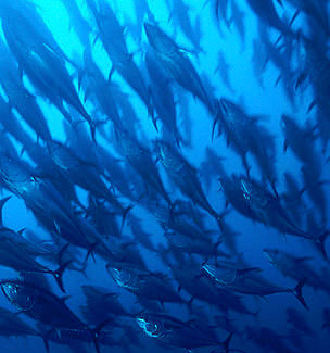 WWF calls for suspension of commercial fishing to save Pacific bluefin ...