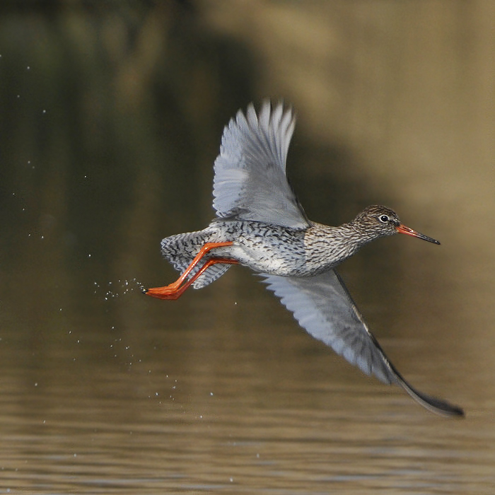 Historic day on the Haringvliet as dam gates opened to reconnect Rhine ...