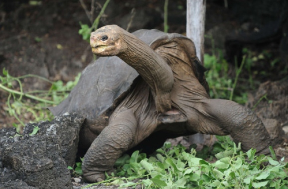 Lonesome George, last-of-his-kind Galapagos tortoise, dies | WWF