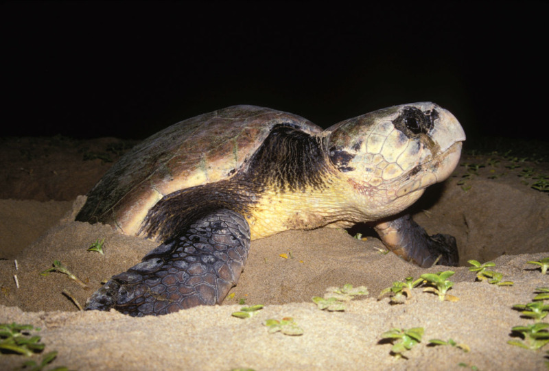 Marine turtle nestings on the rise in South Africa | WWF