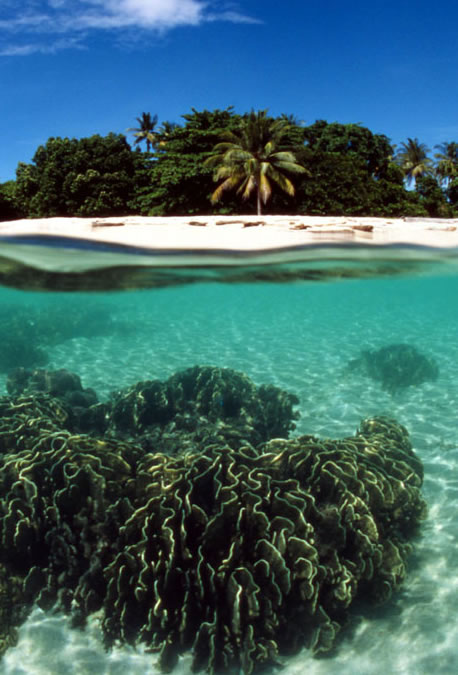 Saving the Salad Bowl: Rehabilitating Philippine Coral Reefs | WWF