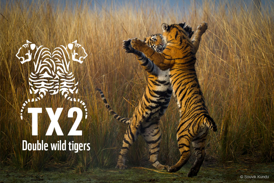 Світова популяція диких тигрів зросла, але попереду ще довгий шлях | WWF