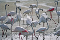 New bird hides for UAE wetland reserve | WWF