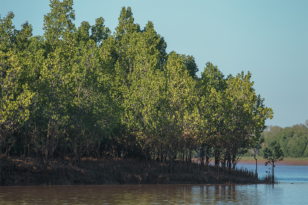 More than twenty years of evolution of Madagascar's mangroves | WWF