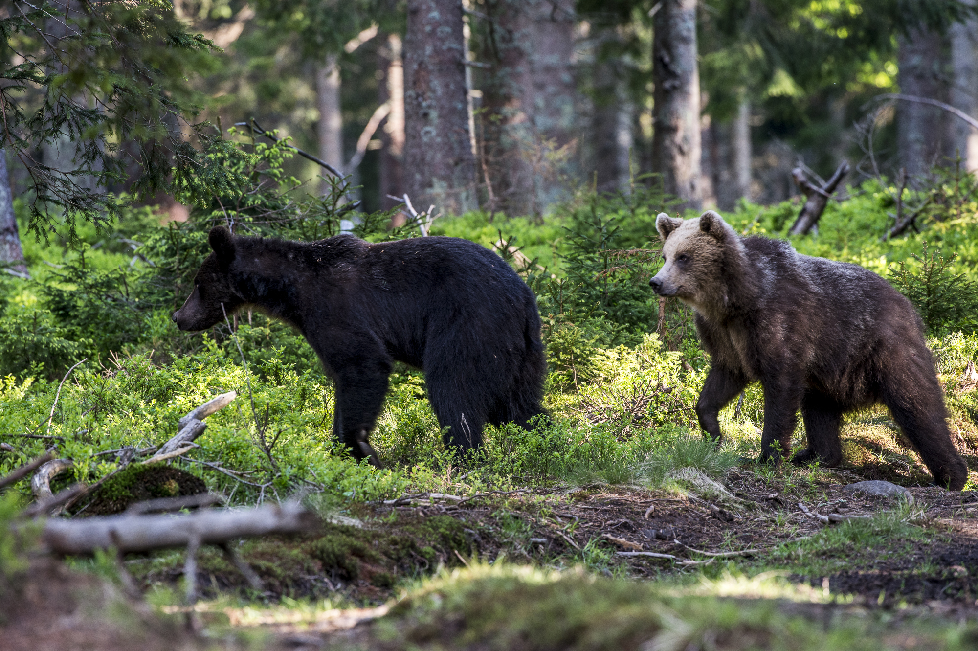 WWF: Avem nevoie de măsuri concrete pentru prevenirea atacurilor ...