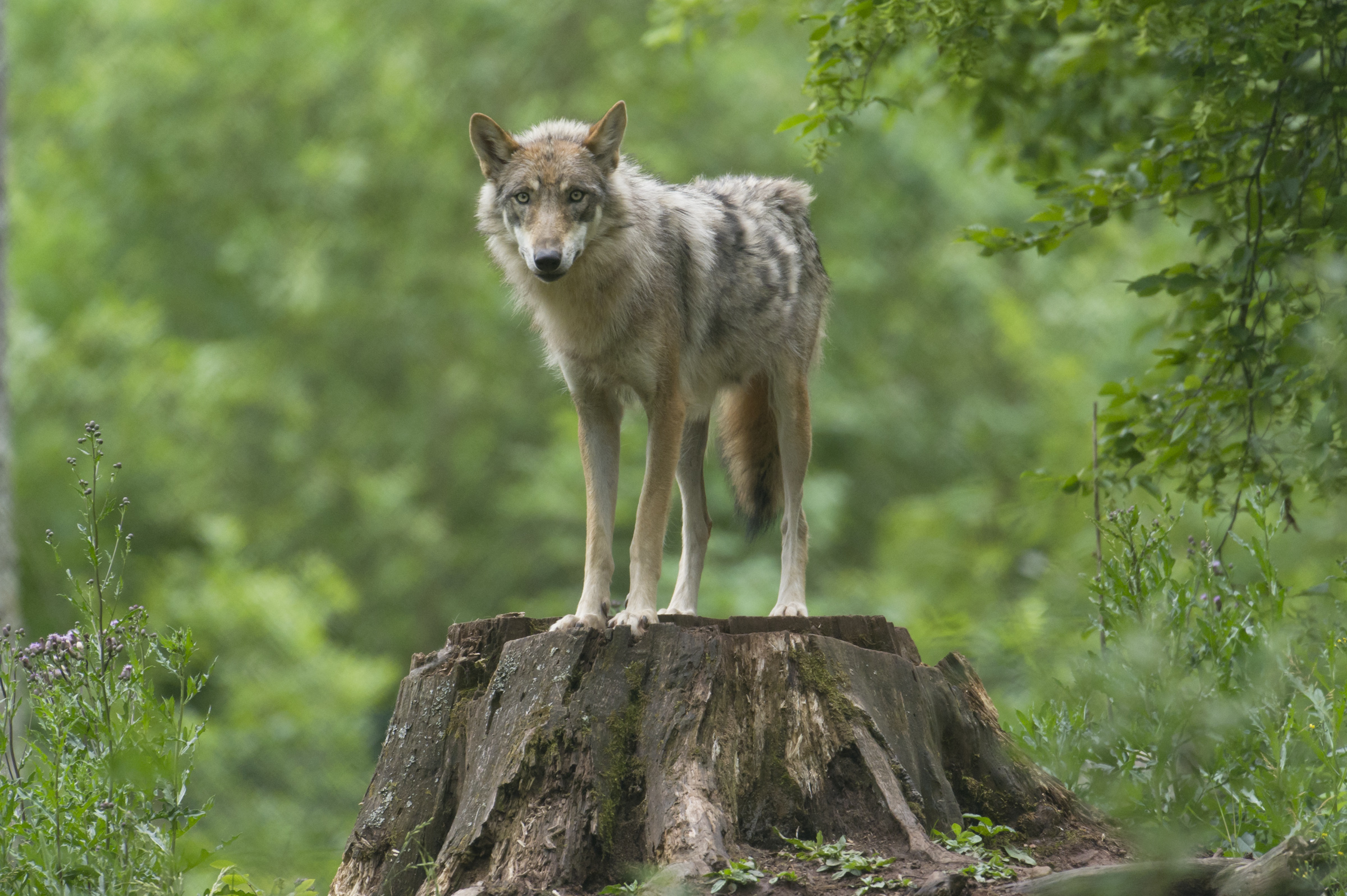 Keď sa vlk stretne s rysom v divočine | WWF