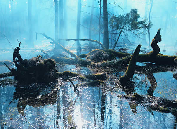 Protecting old-growth forests in Poland | WWF