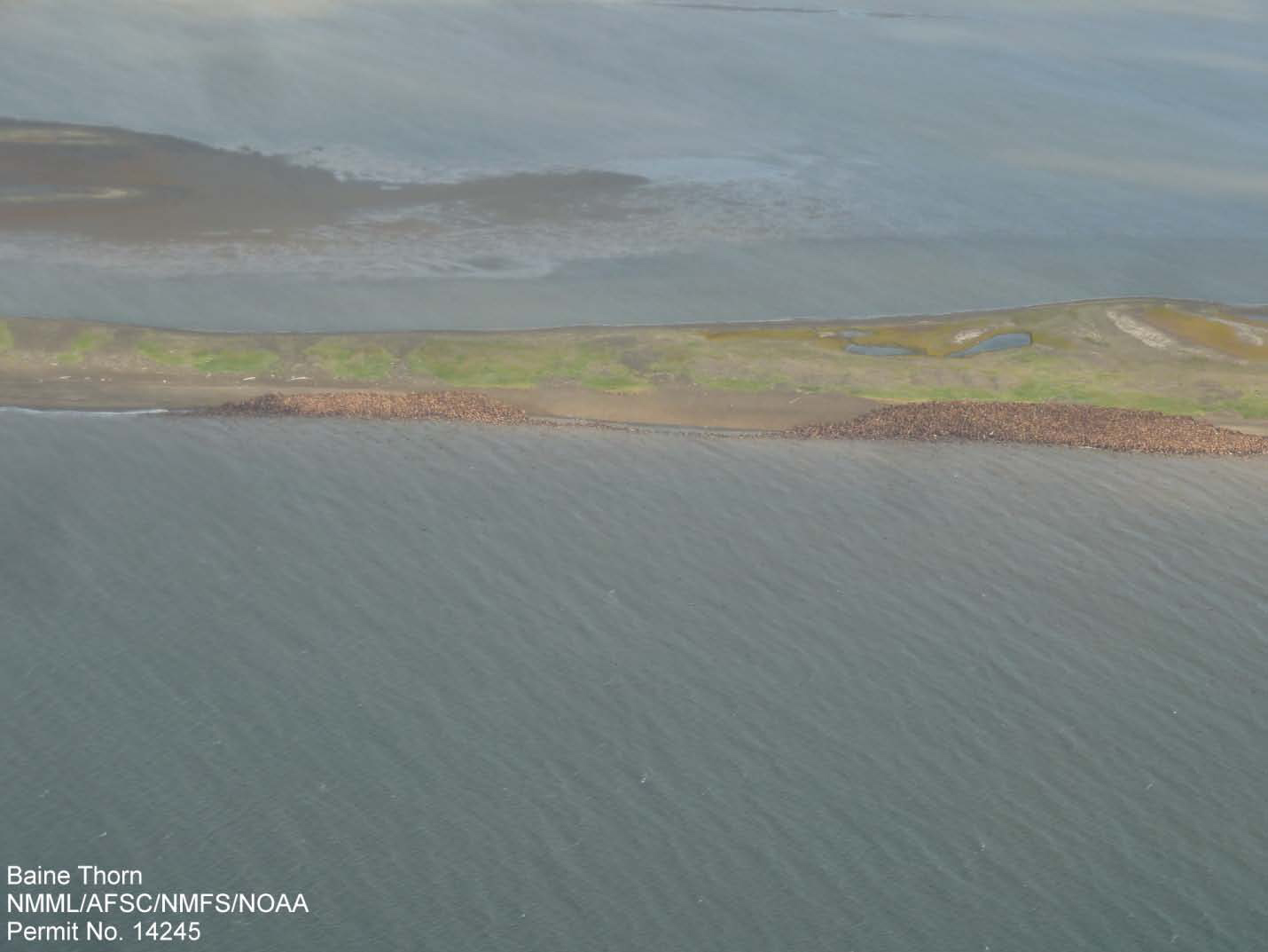 Lack of sea ice forces mass walrus haulout in Alaska | WWF