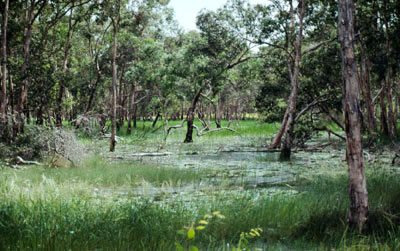 Asia-Pacific Story :::Essential oils from New Guinea’s forests | WWF
