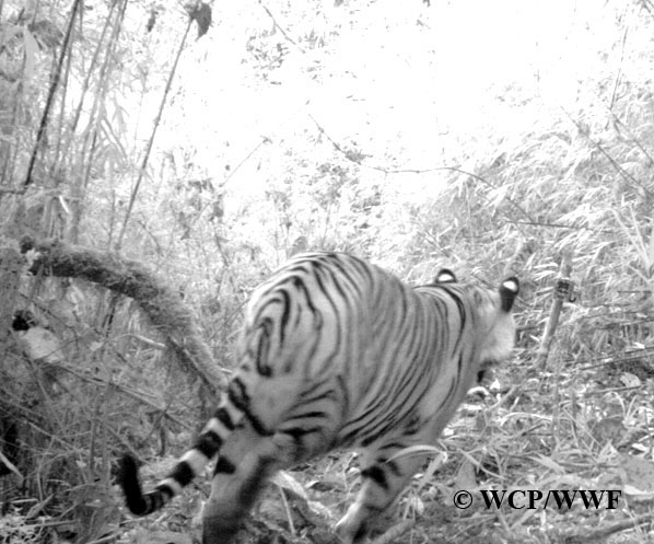 Livestock depredation by Tiger confirmed | WWF